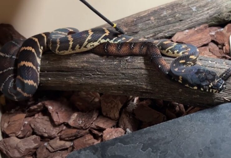 Top 17 Non-venomous Snakes In The World - Meet The Friendly Serpents