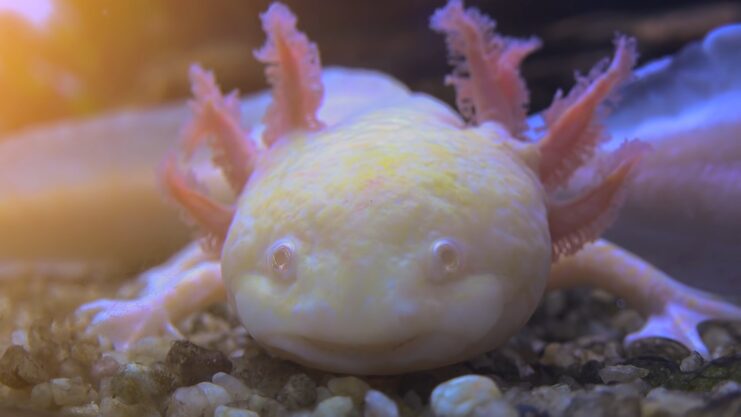 Top 15 Aquatic Animals With Mind Blowing Superpowers - Nature's Marvels
