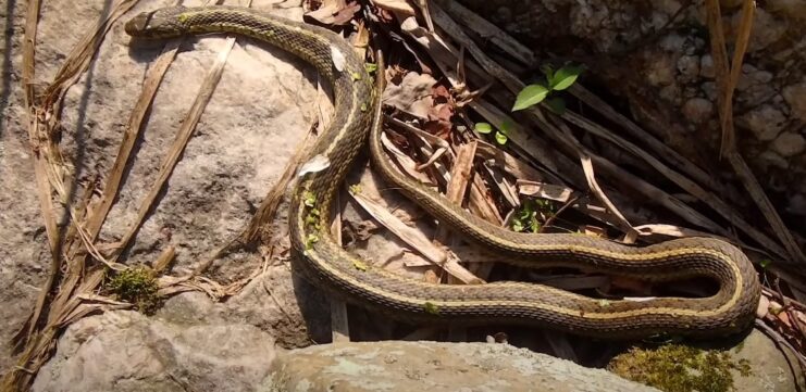 Top 17 Non-venomous Snakes In The World - Meet The Friendly Serpents
