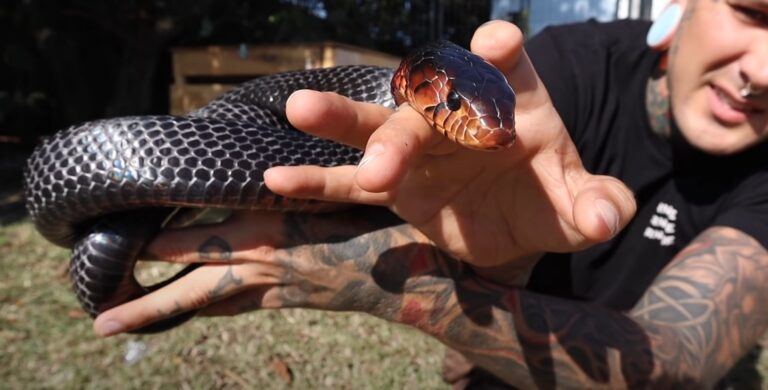 Top 17 Non-venomous Snakes In The World - Meet The Friendly Serpents