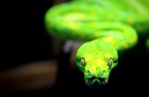 Top 17 Non-venomous Snakes In The World - Meet The Friendly Serpents